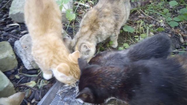 Рыжуля   здесь главный