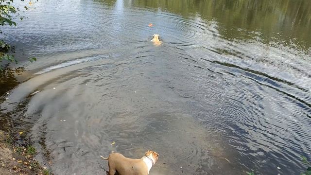 Tcenniy Prize Idillia, лето 2025