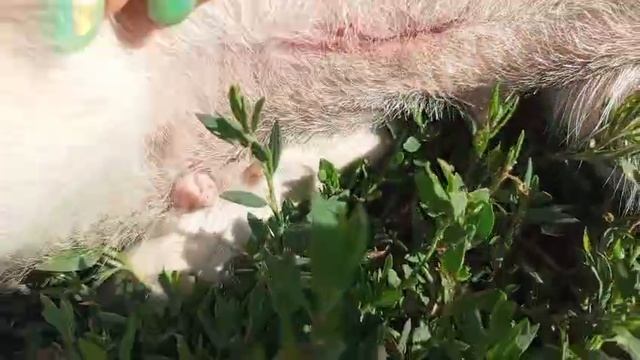 Шовчик у Куколки - норм.