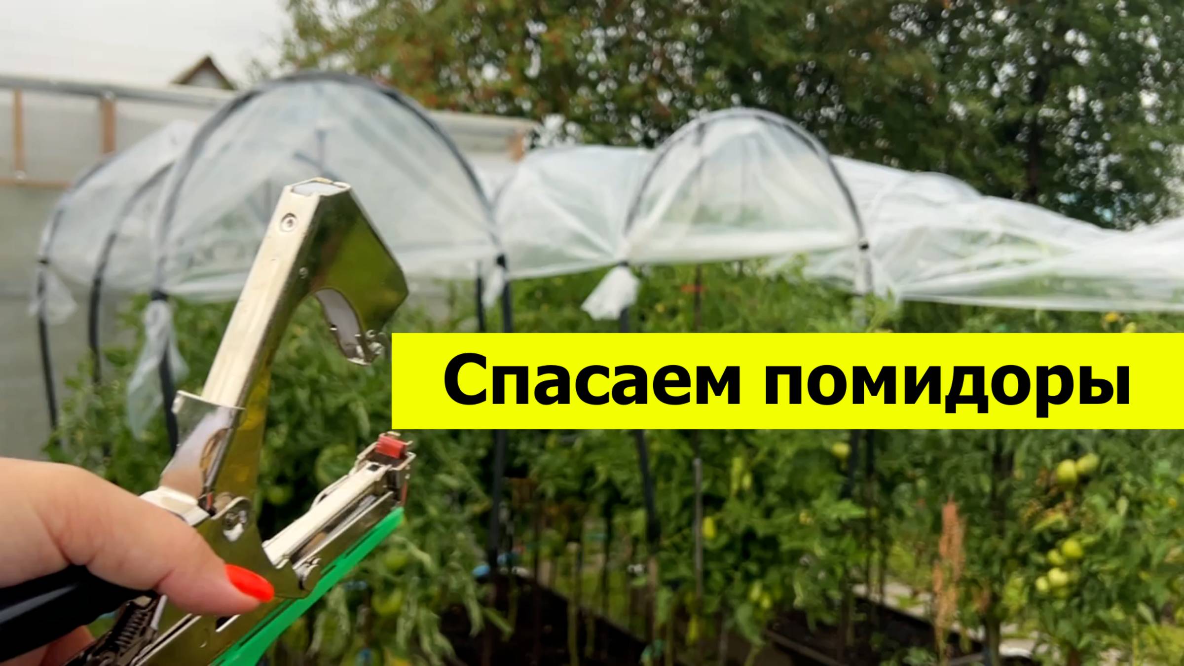 Спасаем помидоры! Чем занимались 11 августа. На Урале дожди