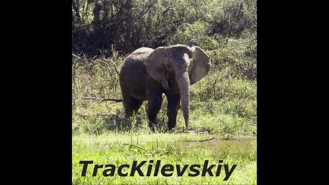 37 TracKilevskiy - Day five - Wildlife