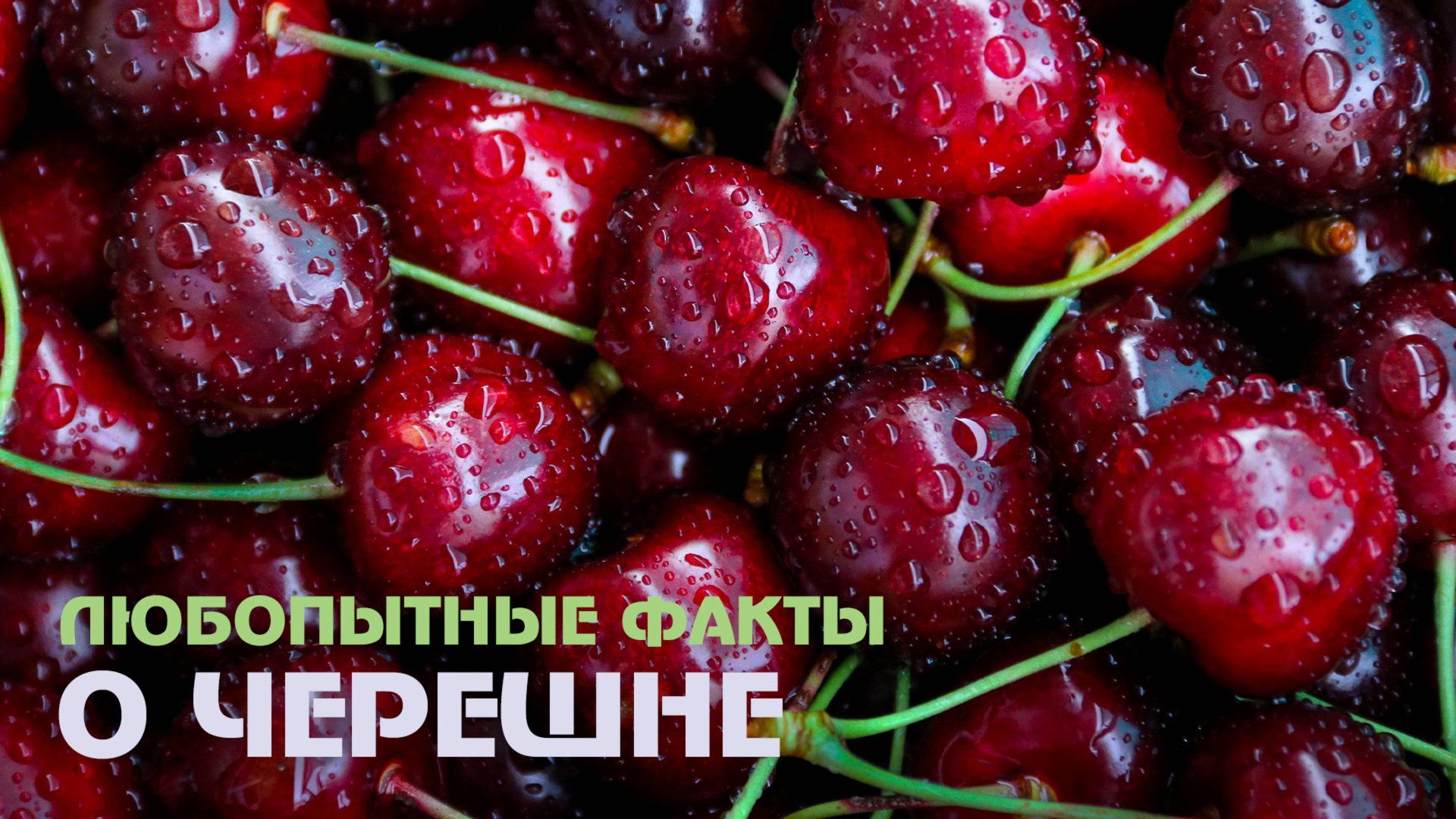 Птичий рай в саду: все о черешне и ее пернатых поклонниках