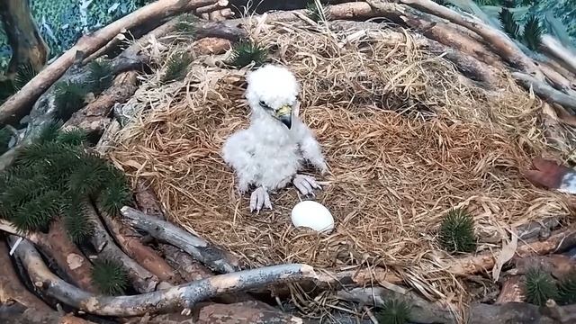 Музей орлана-белохвоста в Удмуртии