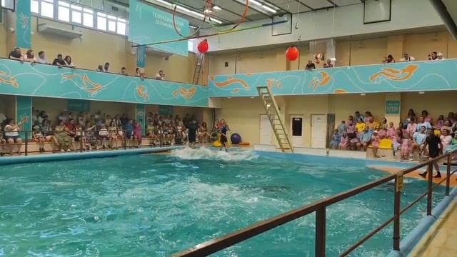 Выступление дельфинов.