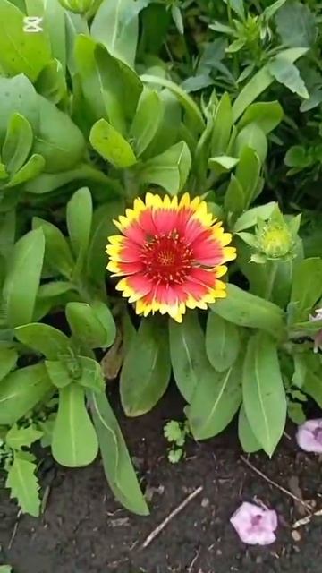 "Моя цветущая усадьба" Усадьба Елены Домахиной п. Балахта