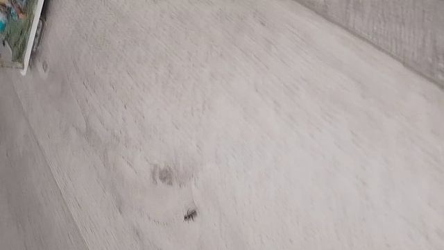 Куда побежит муравей если, он сбежит из формикария?