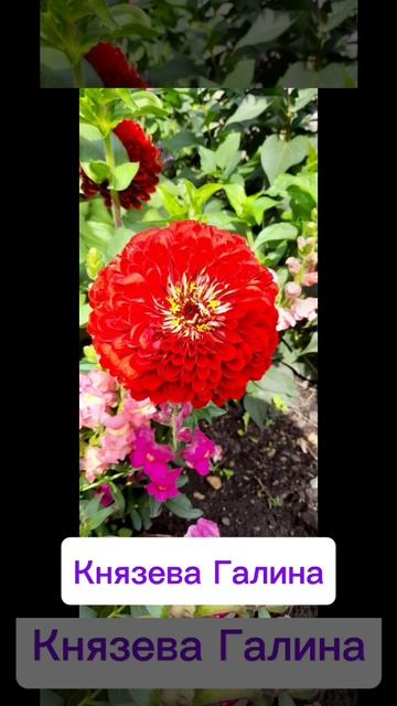 "Моя цветущая усадьба" Ильтюково