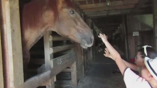 VLOG:ЧТО  УВИДЕЛИ ДЕТИ НА ЧАСТНОЙ КОНЮШНЕ?