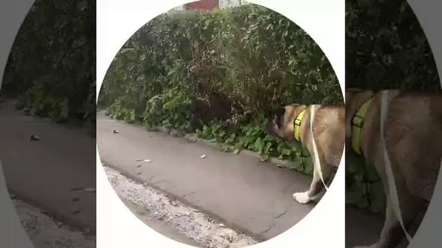 Бумер и котик! Он хочет дружить со всеми!