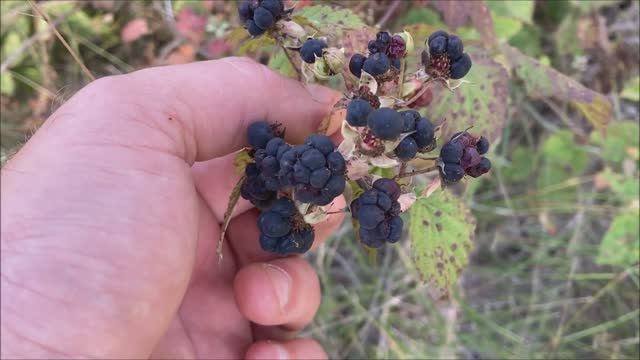 когда и где растёт ежевика! показываю и объясняю!