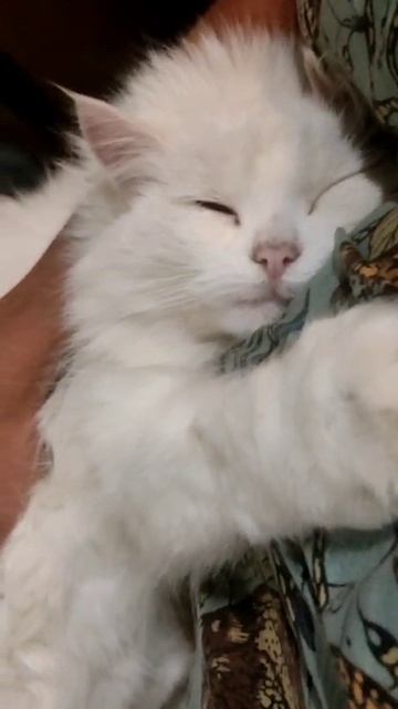 Хорош Беляш кайфует мурча