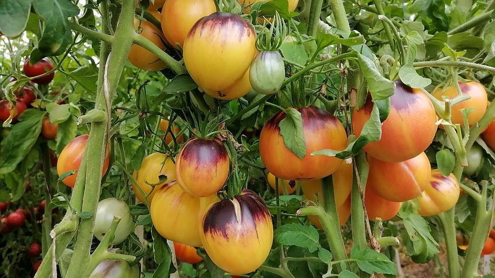 Томат Золотая Чалма