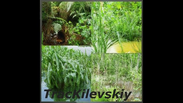 33 TracKilevskiy - Day three - water and land. The plant world