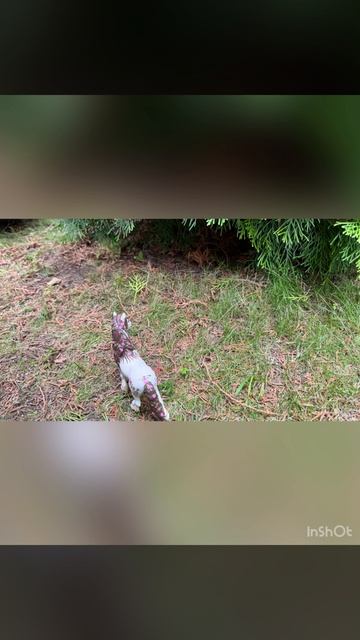 Фотки лошадей 💗