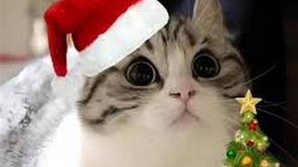 Pete The Cat and The Lost Tooth (By Erik Litwin