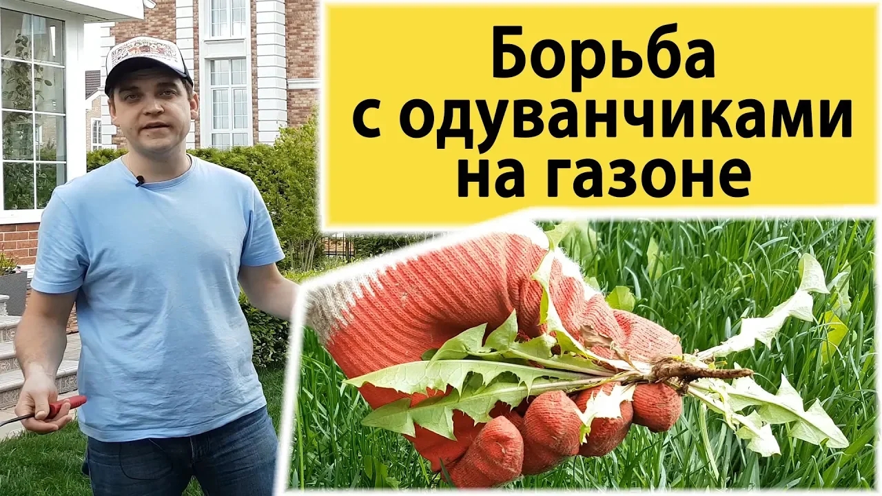 Борьба с одуванчиками на газоне: первая прополка в мае