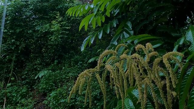 Дождь в лесу / Пение птиц / Звуки природы