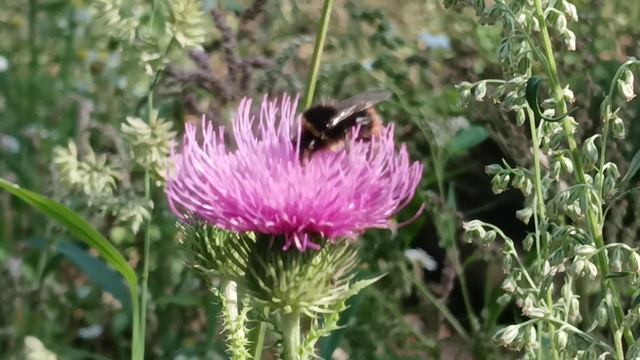 прогулка с пчелами по поляне ромашек-шмели, ЦВЕТЫ- симметрии красоты- жизнь ПЧЕЛЫ -дорога Цветов.