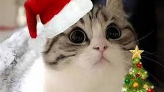 Смешные коты и собаки #2