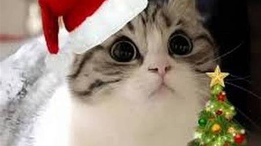 Смешные коты и собаки #3