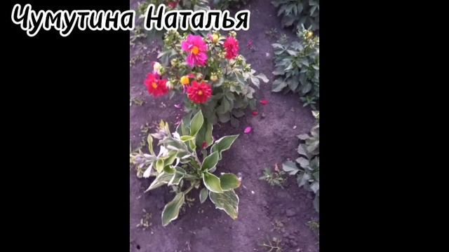 Моя цветущая усадьба . Огур