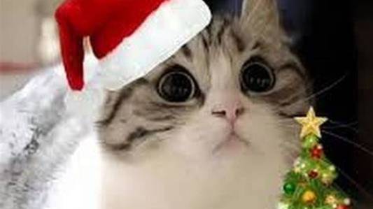 Песня о друге ( кабул )