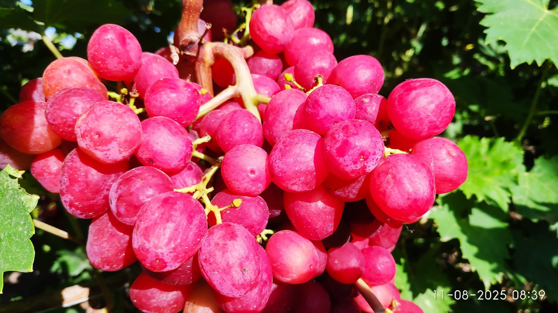 Виноград который уже созрел на моем участке