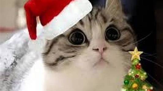 Little Critter What a good kitty