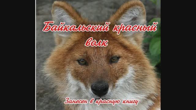 #БАЙКАЛЬСКИЙ ВОЛК 1000054043.mp4
