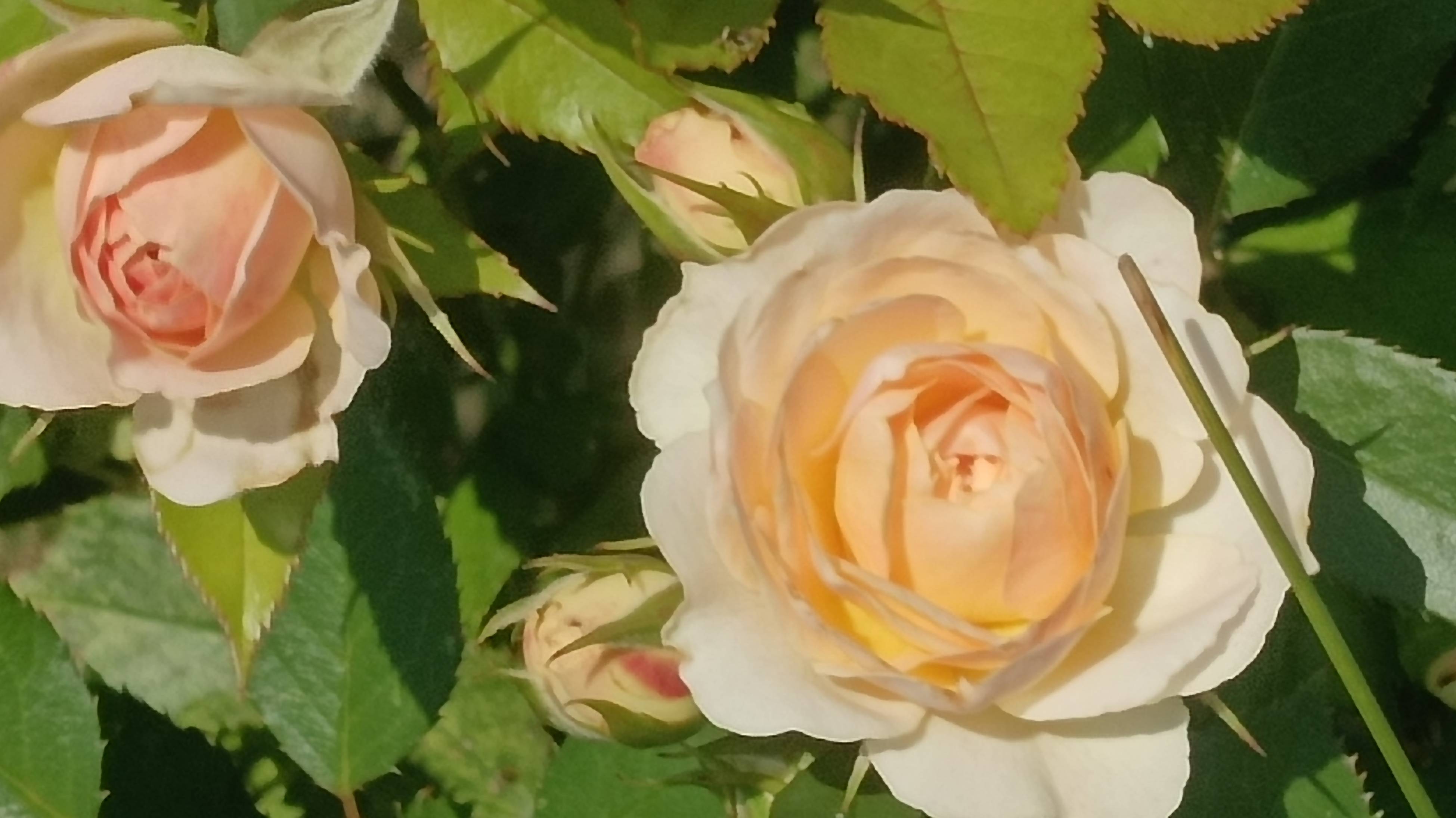 прогулка с пчелами по поляне ромашек , пчелы, шмели, ЦВЕТЫ- симметрии красоты- жизнь ПЧЕЛЫ -цветы