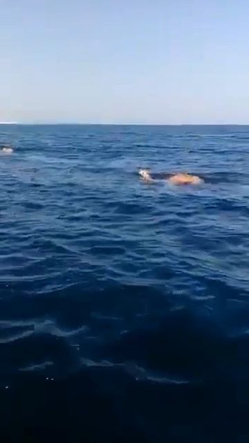 Верблюды в море