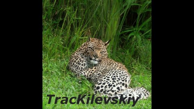 38 TracKilevskiy - Day five - Wildlife ( вариант 2 )