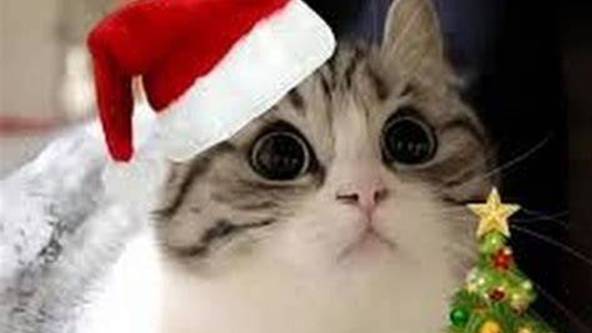 Pete the Cat Sir Pete the Brave (By Erik Litwin