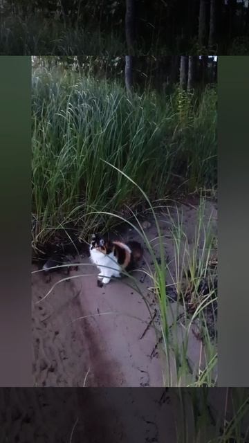 Вкусная озёрная водица 😽