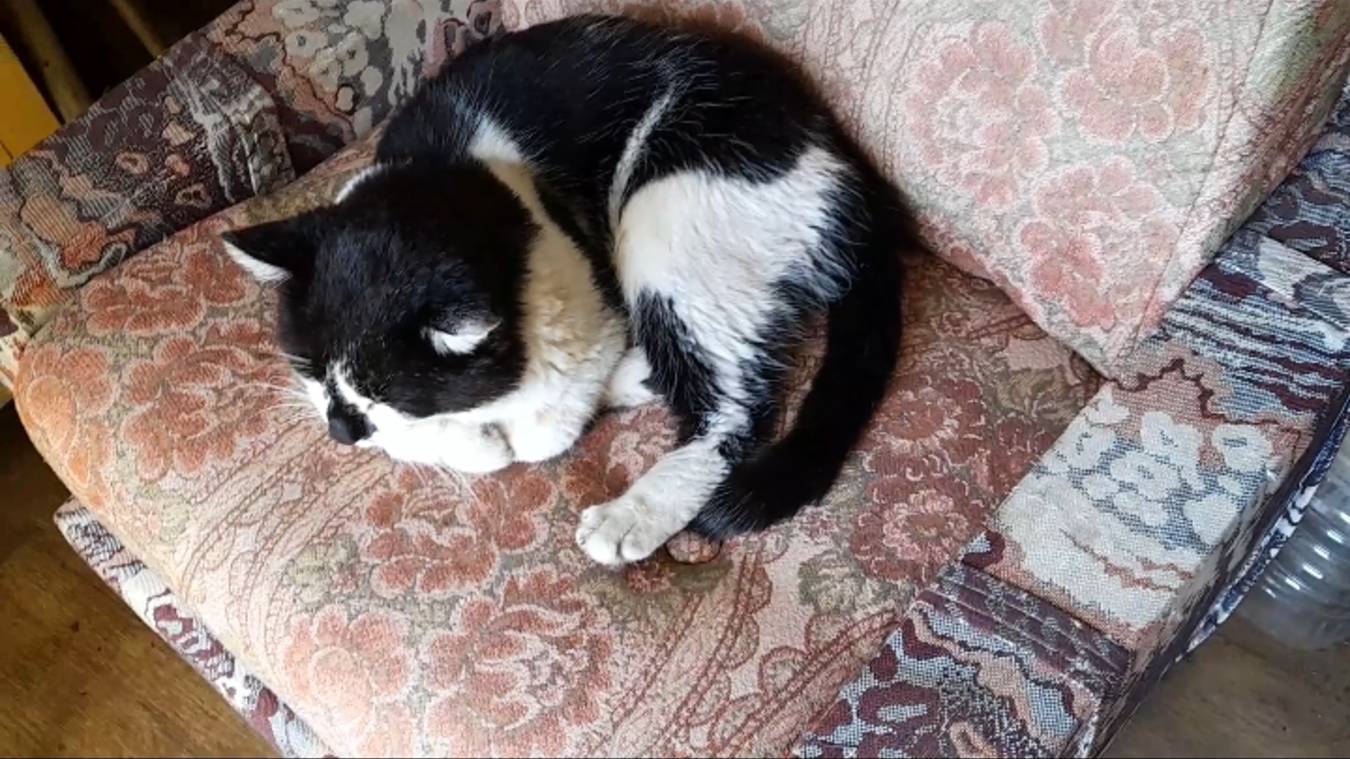 20250811_092845_003 Надо съездить домой. Будет ли ещё лето?