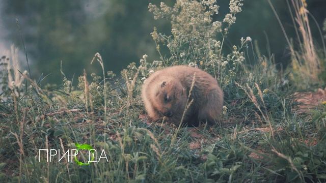 Природа. Обыкновенный сурок, Marmota bobak