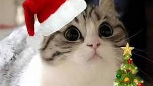 Robinson Cruise Chapter 8 Escape at last