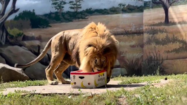 ⚡️ Мы отмечаем Международный День Льва