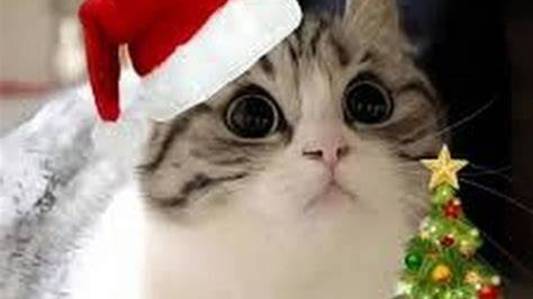 Смешные коты и собаки