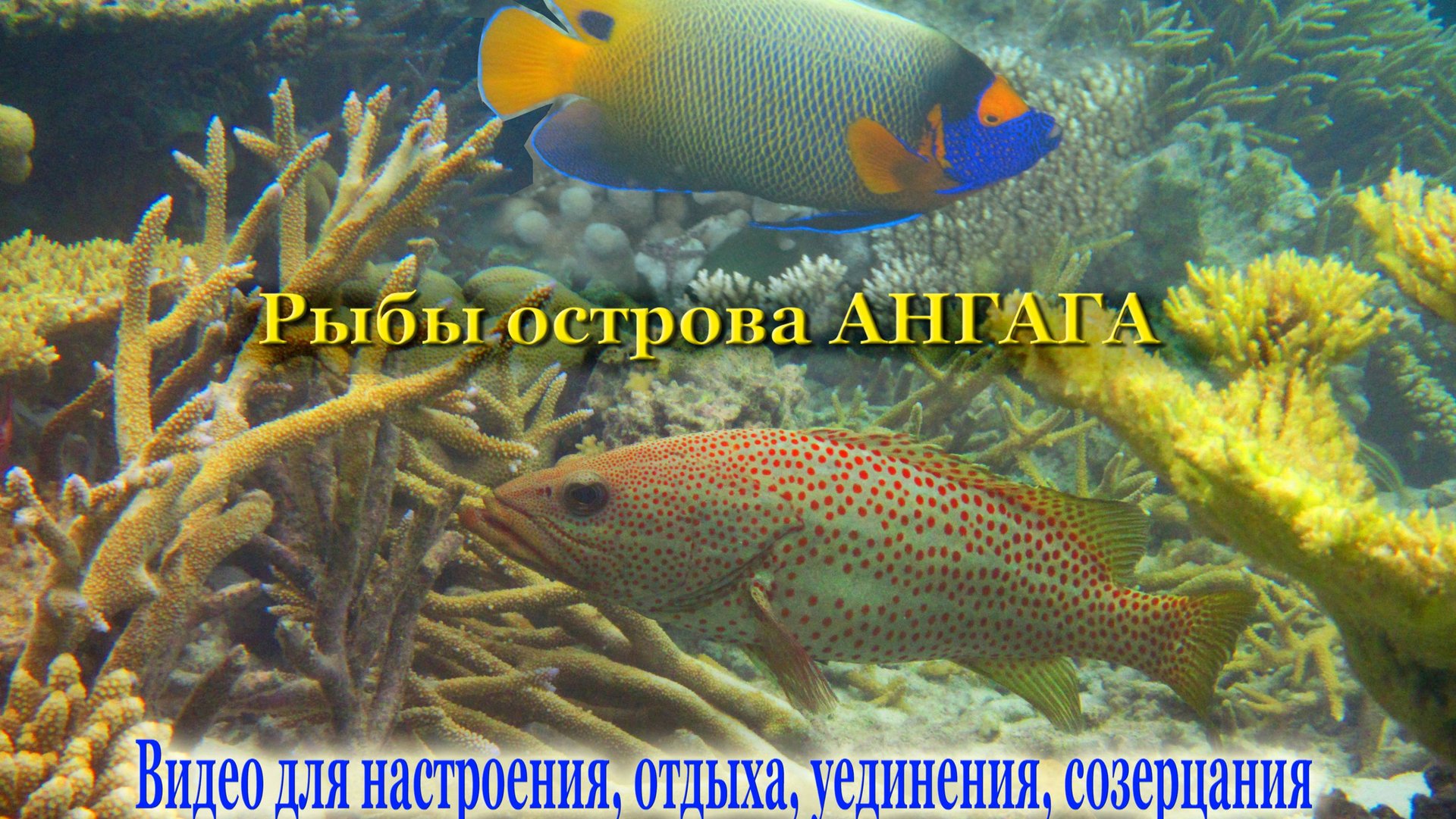 Сказочные рыбы и прекрасная «подводная» музыка.