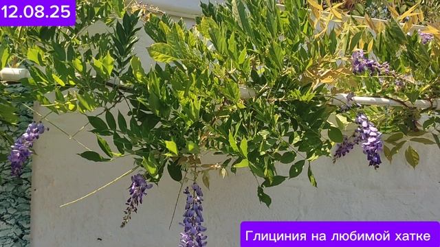 12.08.25 Любимая хатка Глициния