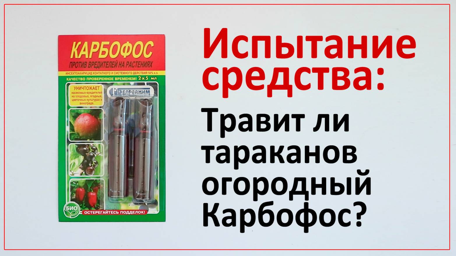 Испытание средства: проверяем самый дешевый Карбофос на рыжих тараканах