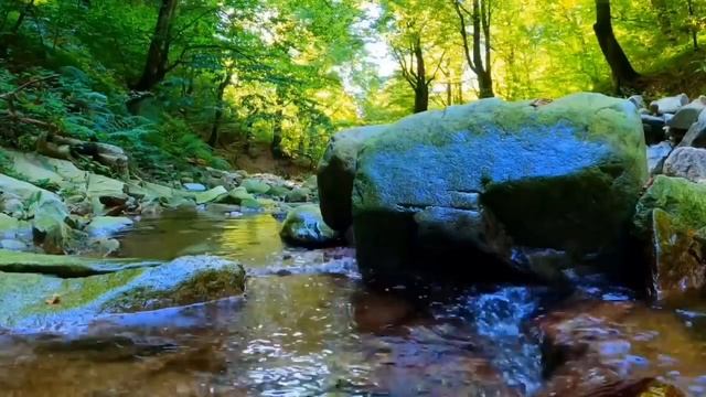 Шум реки в лесу Пение птиц / Звуки природы