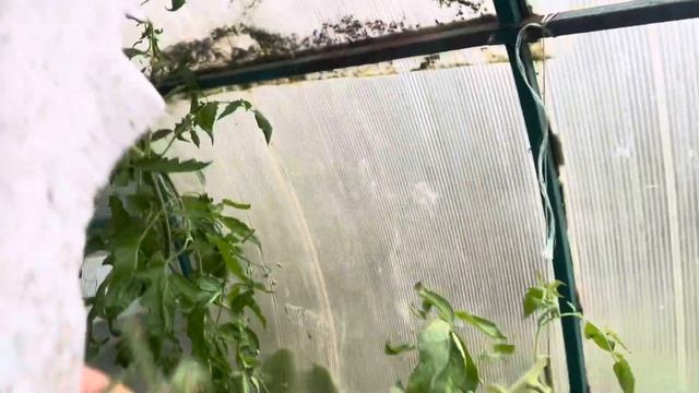 Убираем пасынки, чтобы помидоры были большими  #дача #помидорывтеплице