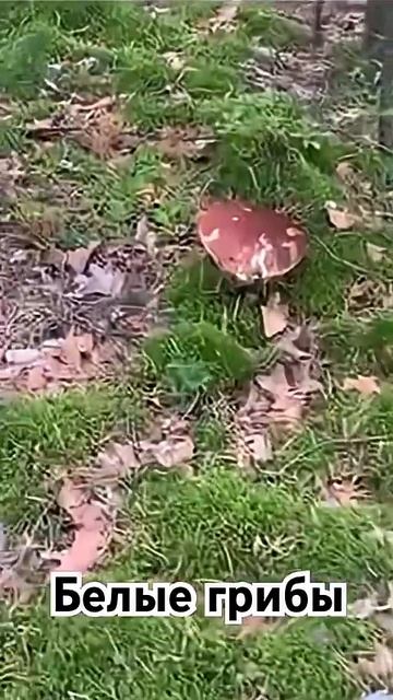 ШОК! Нашли место белых грибов #дача #дачныедела #грибы #белыегрибы #белыйгриб #дачнаяжизнь