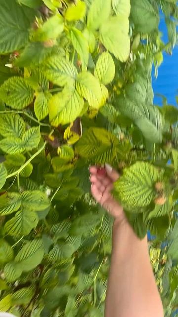 Малинки - малинки, такие вечеринки  #дача #дачныедела #дачнаяжизнь #дачныесоветы #дачныеистории