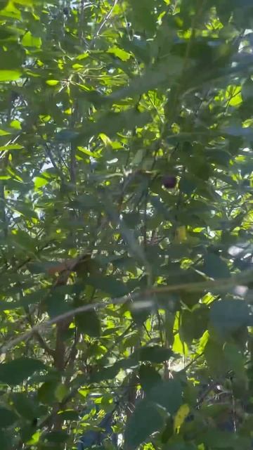 Вишня вишня  сколько вишенок попало в кадр? Всё посчитали? #дача #дачныедела #вишня