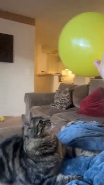 Кот и шарик