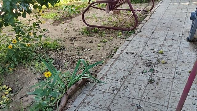 Удот,прижился на даче.