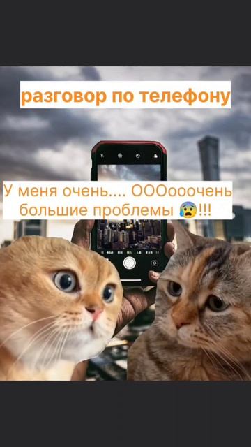 Анекдот от котанов: подруги. #котики #мем #смешныекоты #реки #бмор #коты #двакота #анекдот #врек #вт